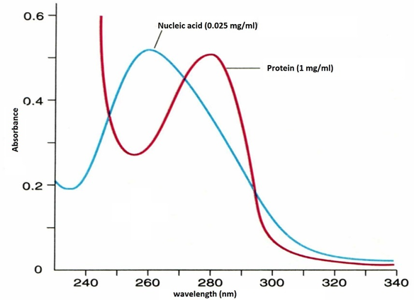 Quantifying protein using absorbance at 280 nm - Cellculture2